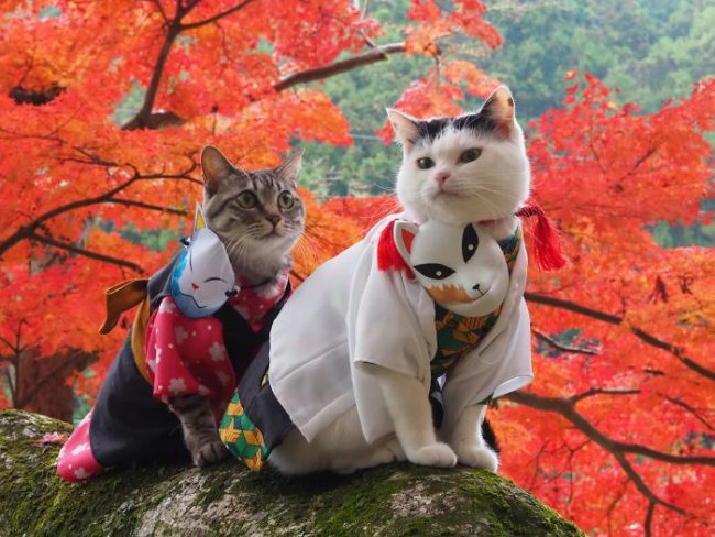 Japanese Artist Creates Epic Anime Costumes For His Cats » Design You ...