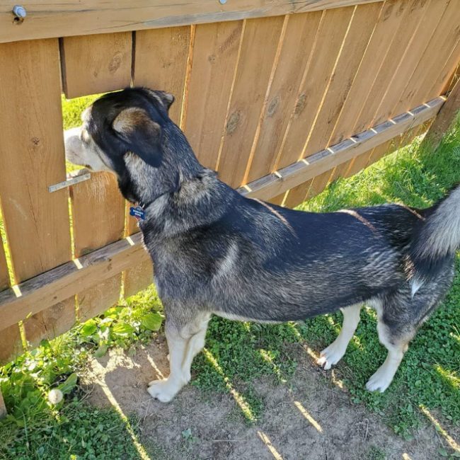 These Guys Make Neighborhood Laugh with Creative Fence Windows for Dogs ...