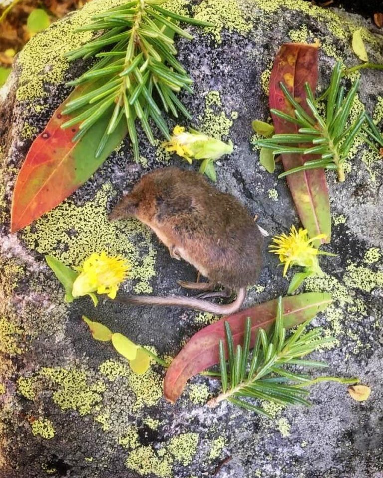 Whenever This Woman Comes Across A Dead Animal, She Creates A Beautiful ...