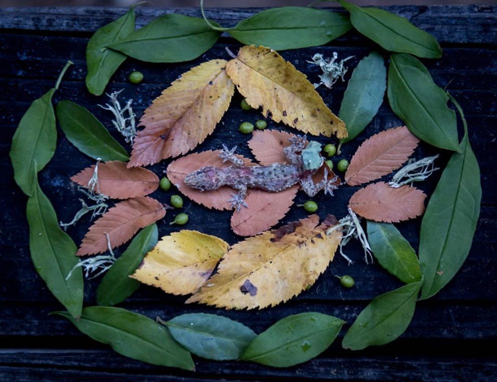 Whenever This Woman Comes Across A Dead Animal, She Creates A Beautiful ...