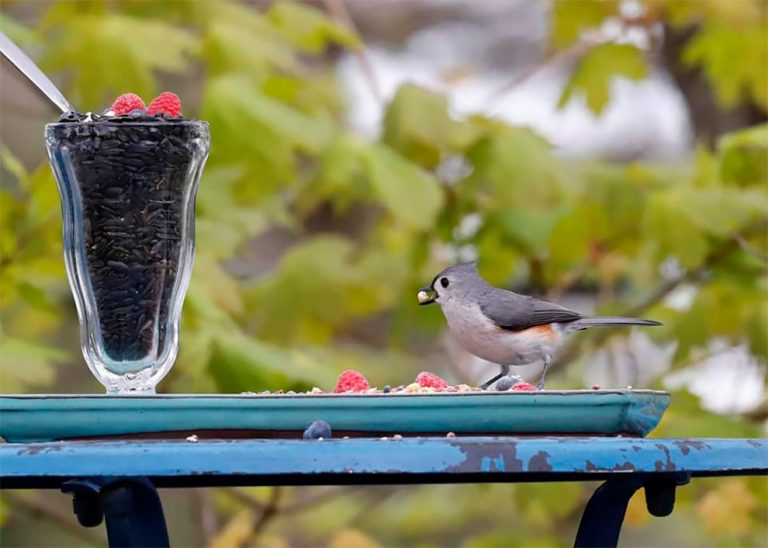 Photographer Turns Her Garden Into a Tiny Cafe; Shoots the Cutest ...