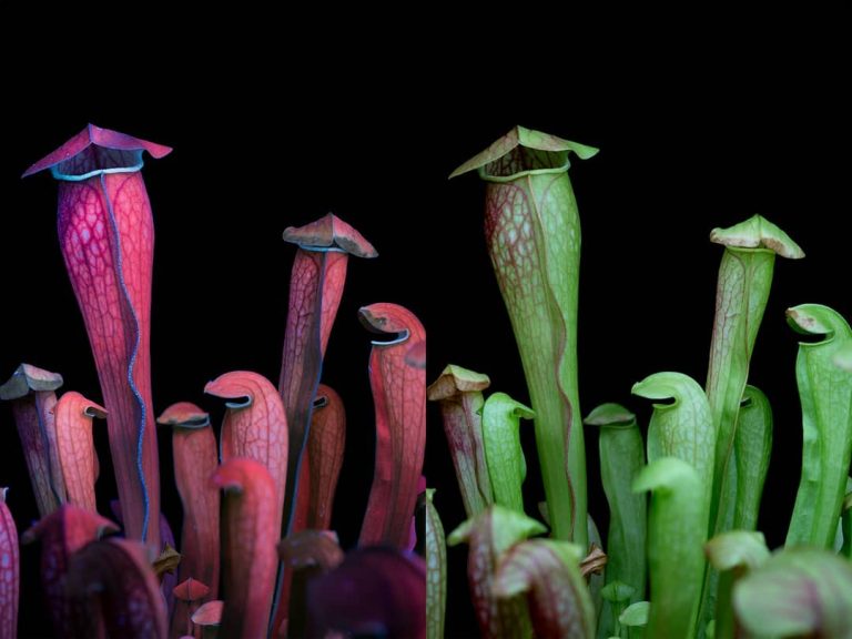Craig Burrows Photographs Plants and Flowers Using an Ultraviolet ...