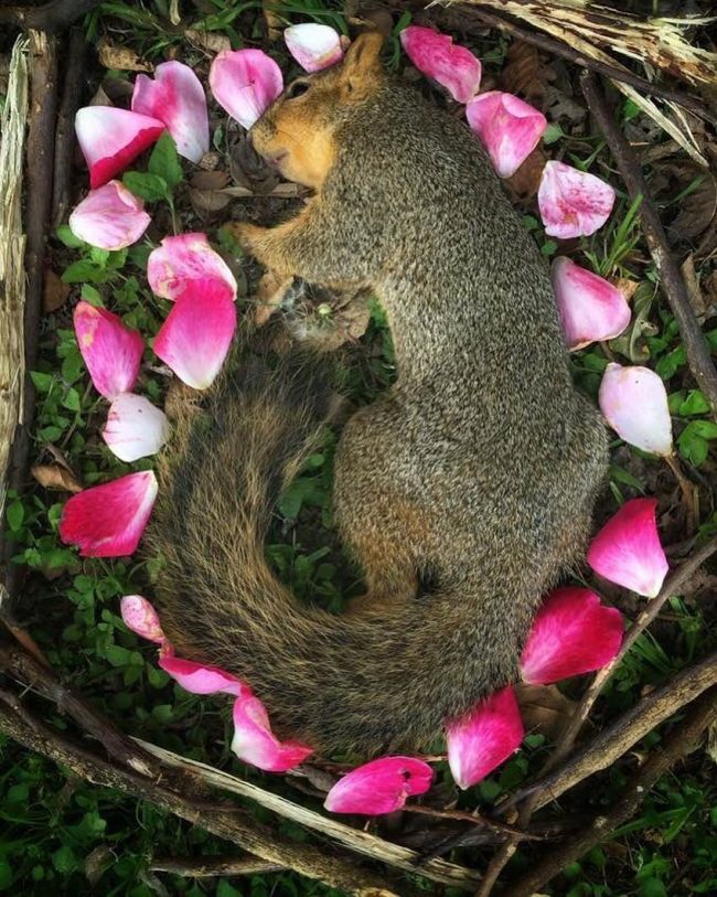 Whenever This Woman Comes Across A Dead Animal, She Creates A Beautiful ...