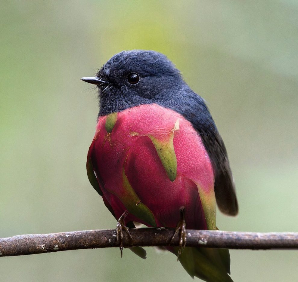 This Instagram Account Cleverly Photoshops Animals Into Everyday Things ...