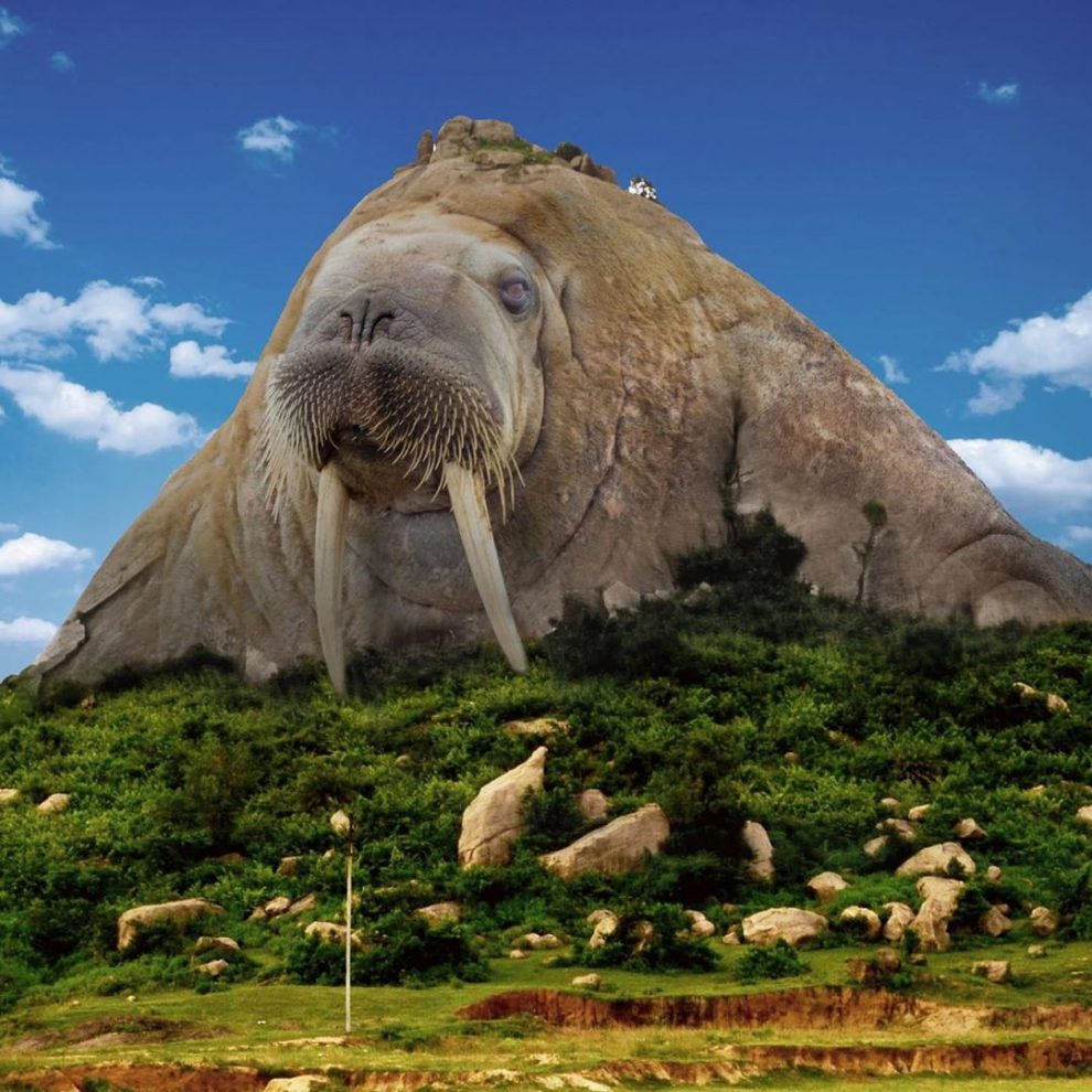 This Instagram Account Cleverly Photoshops Animals Into Everyday Things ...