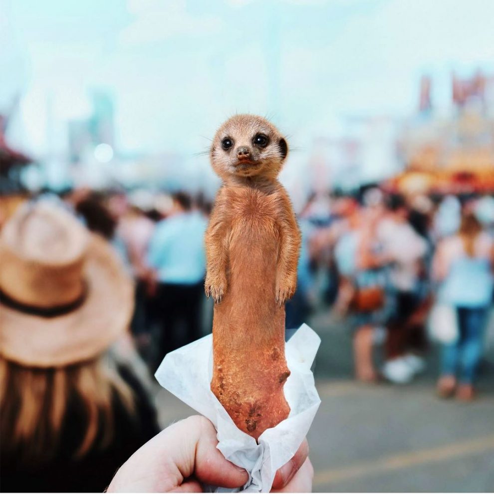 This Instagram Account Cleverly Photoshops Animals Into Everyday Things ...