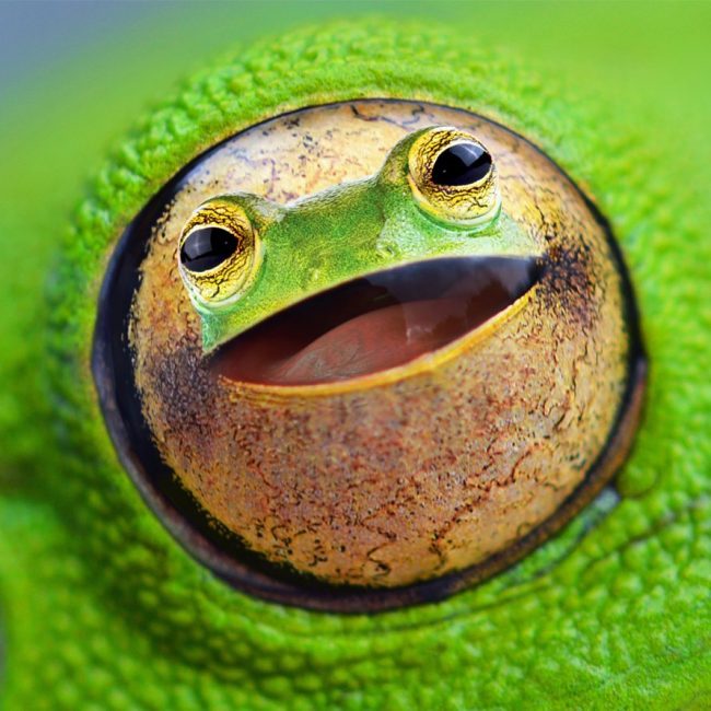 This Instagram Account Cleverly Photoshops Animals Into Everyday Things ...