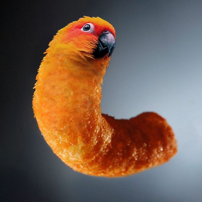 This Instagram Account Cleverly Photoshops Animals Into Everyday Things ...