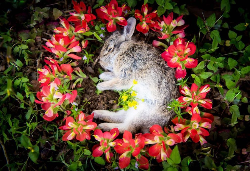 Whenever This Woman Comes Across A Dead Animal, She Creates A Beautiful ...