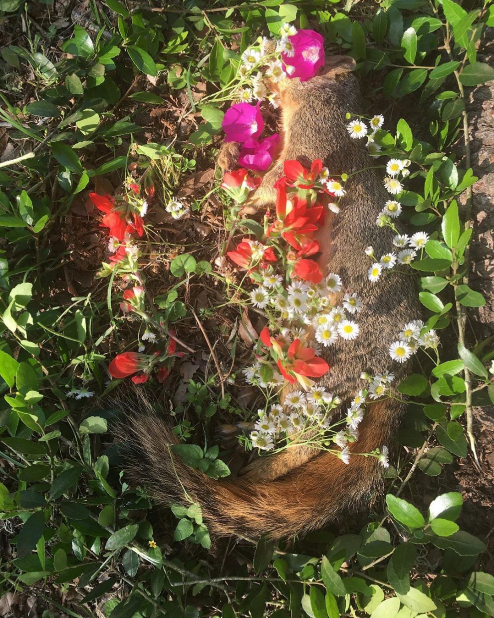 Whenever This Woman Comes Across A Dead Animal, She Creates A Beautiful ...