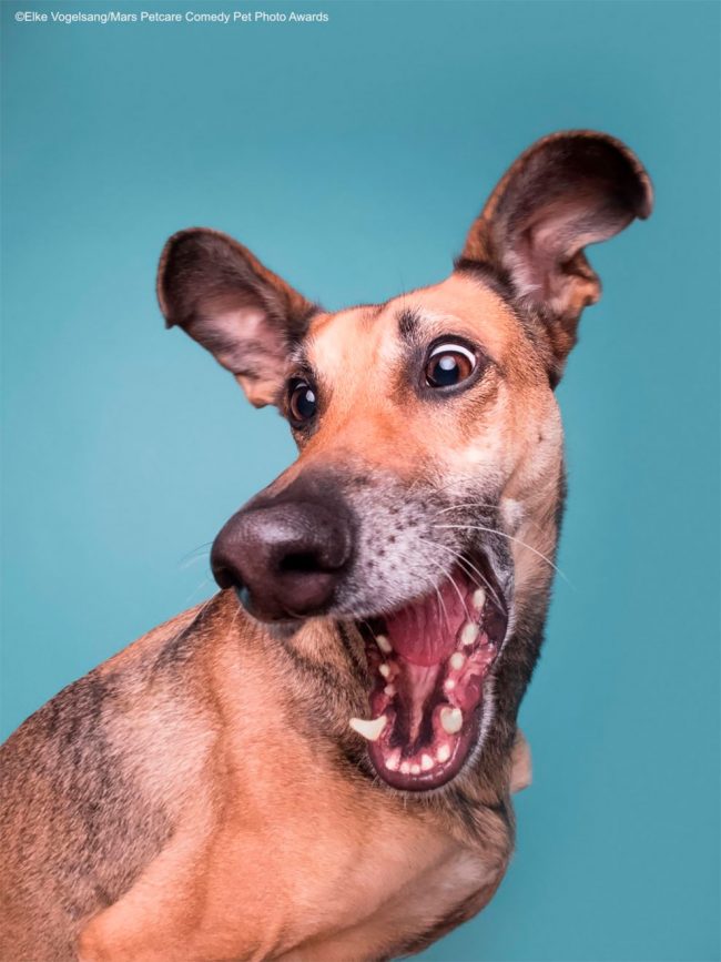 The Finalists of The 2020 Comedy Pet Photography Awards Have Been ...