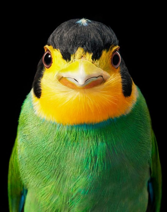 Beautiful Portraits Of Rare And Endangered Birds That Look Simply ...