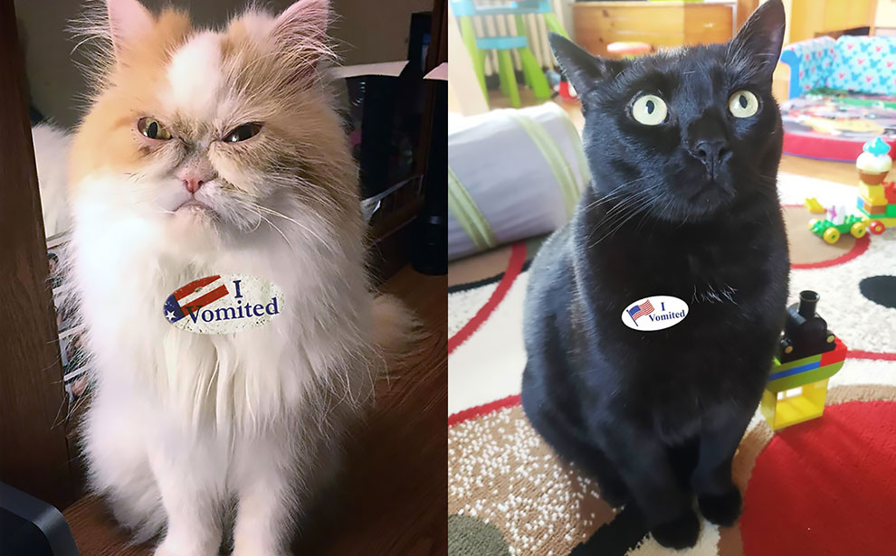 “I Vomited”: Proud Cats Who Voted In US Election 2020 » Design You ...