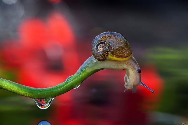 Reconnect with Nature: Spectacular Winning Photos from The Rediscover ...