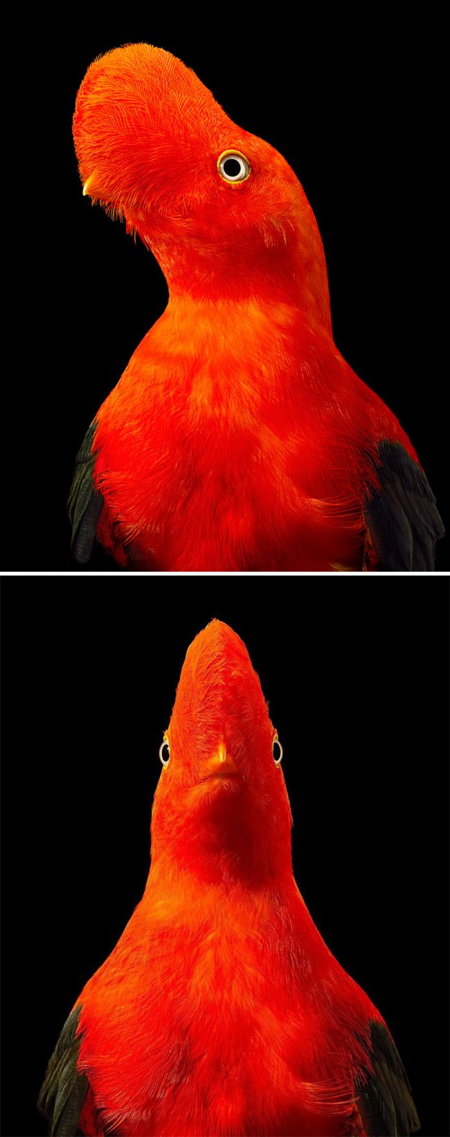 Beautiful Portraits Of Rare And Endangered Birds That Look Simply ...