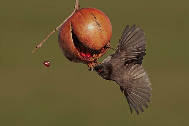 Reconnect with Nature: Spectacular Winning Photos from The Rediscover ...