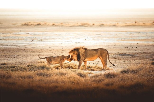 The World’s 50 Best Photos of The Year 2020 by Agora » Design You Trust ...