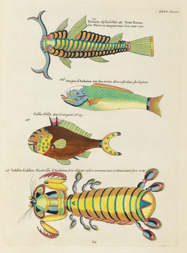 Louis Renard’s Superb Illustrations of The East Indies Marine Life He ...