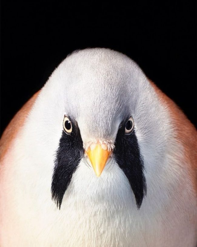 Beautiful Portraits Of Rare And Endangered Birds That Look Simply ...