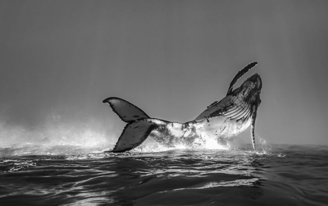 The Ocean Photography Awards Just Announced Their Finalists And The ...