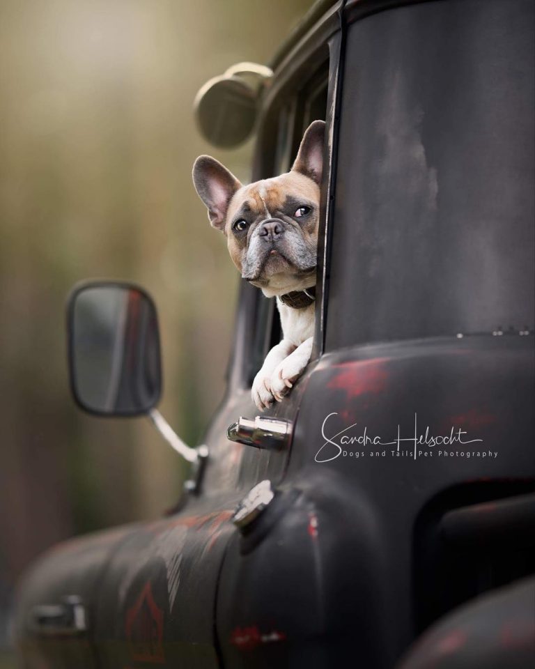 Dog Owners Are Buying Vintage Cars For Their Lazy Pets And I’m Getting ...