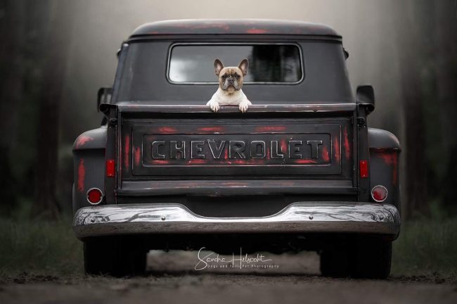 Dog Owners Are Buying Vintage Cars For Their Lazy Pets And I’m Getting ...