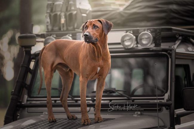 Dog Owners Are Buying Vintage Cars For Their Lazy Pets And I’m Getting ...