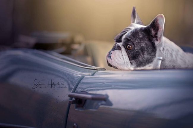 Dog Owners Are Buying Vintage Cars For Their Lazy Pets And I’m Getting ...