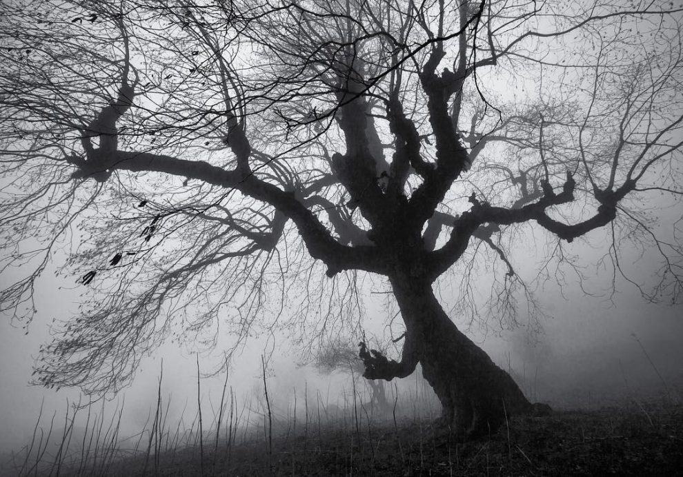 “The Passion Of Trees”: 16 Years Trees Photography Project by Ali ...