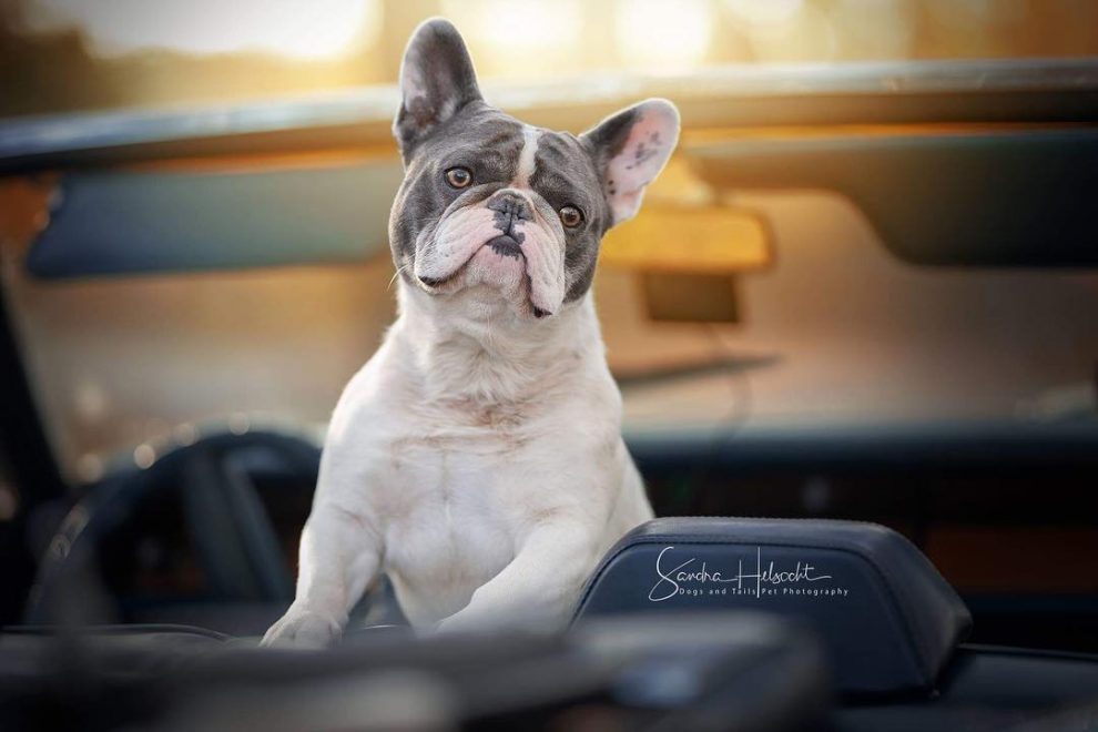 Dog Owners Are Buying Vintage Cars For Their Lazy Pets And I’m Getting ...