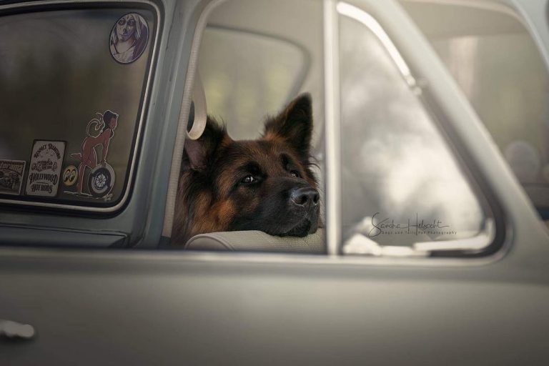 Dog Owners Are Buying Vintage Cars For Their Lazy Pets And I’m Getting ...
