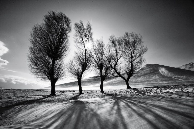 “The Passion Of Trees”: 16 Years Trees Photography Project by Ali ...