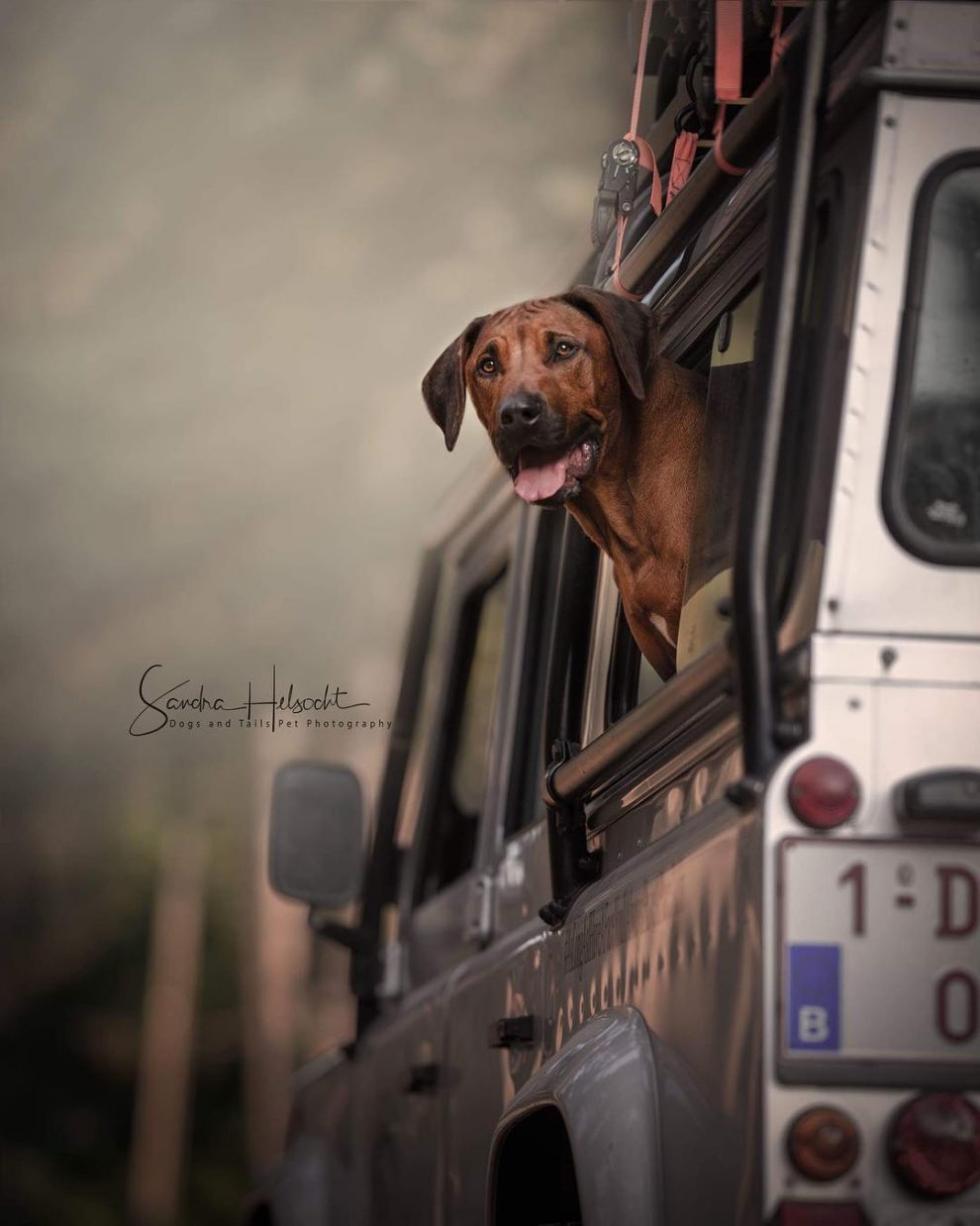 Dog Owners Are Buying Vintage Cars For Their Lazy Pets And I’m Getting ...