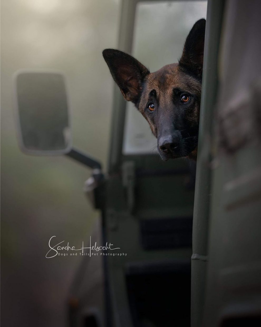 Dog Owners Are Buying Vintage Cars For Their Lazy Pets And I’m Getting ...