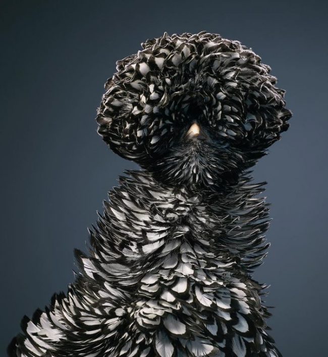 Beautiful Portraits Of Rare And Endangered Birds That Look Simply ...