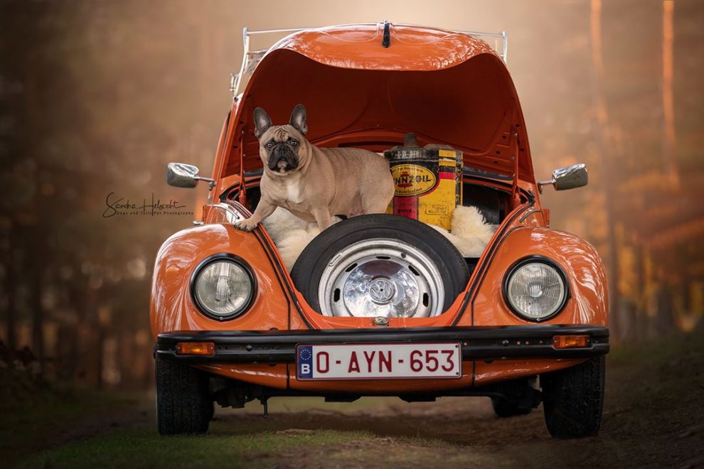 Dog Owners Are Buying Vintage Cars For Their Lazy Pets And I’m Getting ...