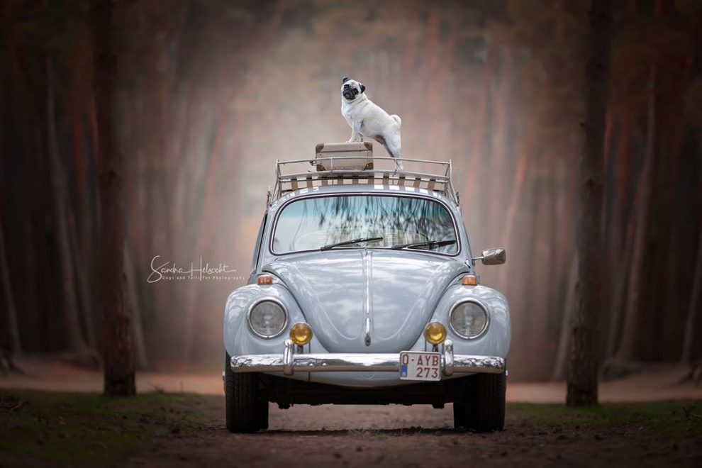 Dog Owners Are Buying Vintage Cars For Their Lazy Pets And I’m Getting ...