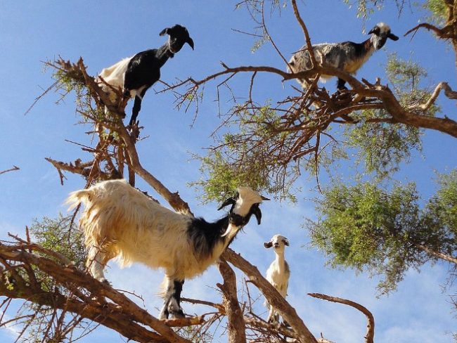 2021 “Goats In Trees” Calendar Is Finally Here! » Design You Trust ...