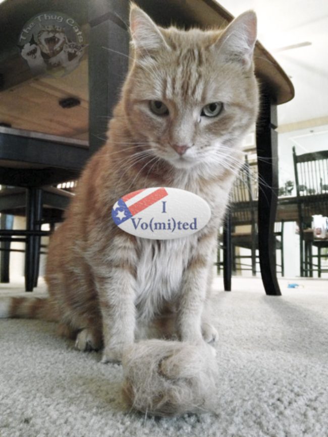 “I Vomited”: Proud Cats Who Voted In US Election 2020 » Design You ...