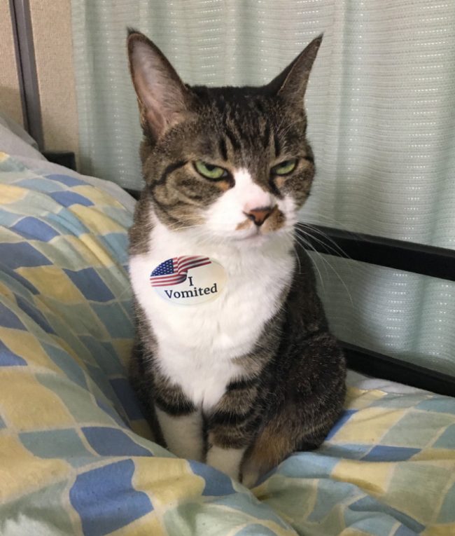 “I Vomited”: Proud Cats Who Voted In US Election 2020 » Design You ...