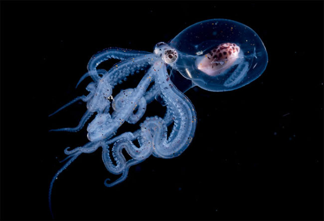 Blackwater Photographer Captures A Young Octopus With A Transparent ...