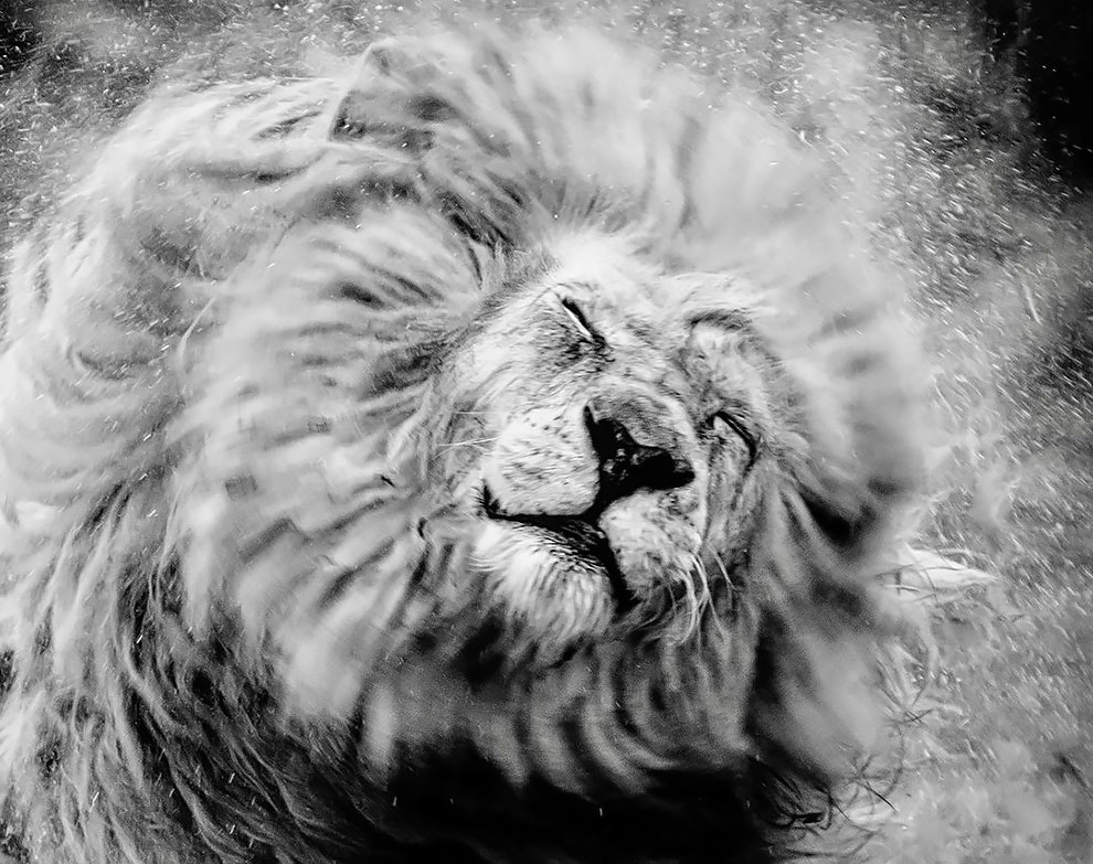 Photographer Immortalizes the Beauty of a Lions From Every Angle ...