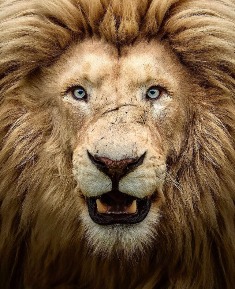 Photographer Immortalizes the Beauty of a Lions From Every Angle ...
