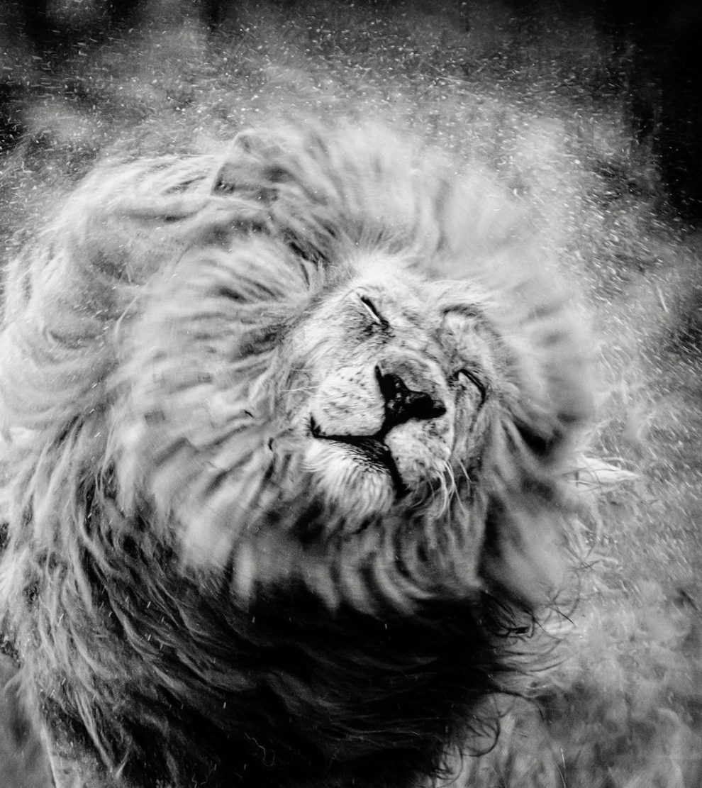 Photographer Immortalizes the Beauty of a Lions From Every Angle ...