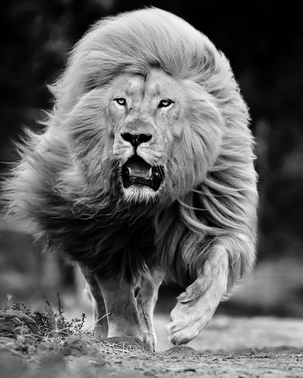 Photographer Immortalizes the Beauty of a Lions From Every Angle ...