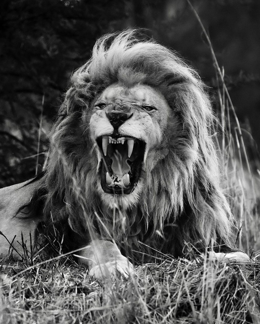 Photographer Immortalizes the Beauty of a Lions From Every Angle ...