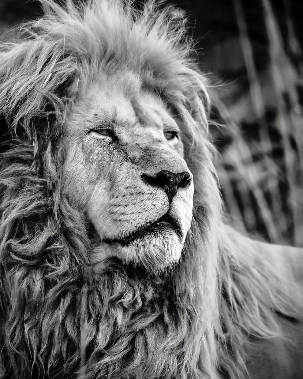 Photographer Immortalizes the Beauty of a Lions From Every Angle ...