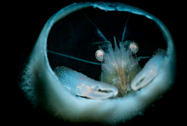 Blackwater Photographer Captures A Young Octopus With A Transparent ...