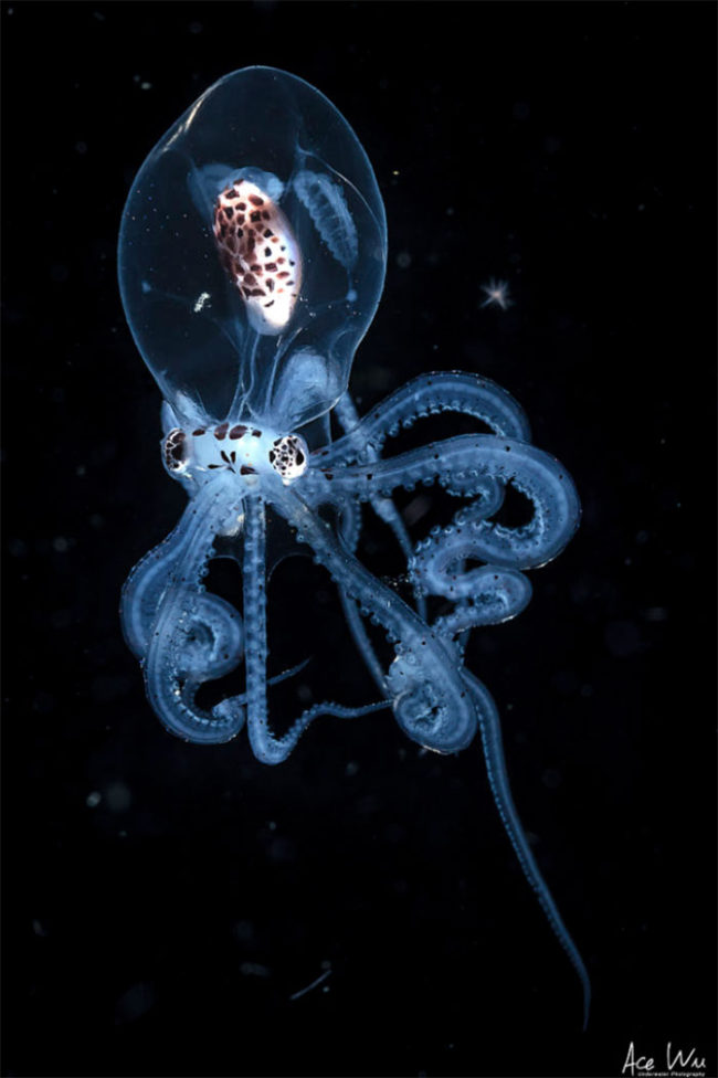 Blackwater Photographer Captures A Young Octopus With A Transparent ...