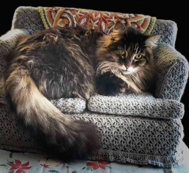 People Spend Quarantine by Making Tiny Crochet Couches For Their Cats ...
